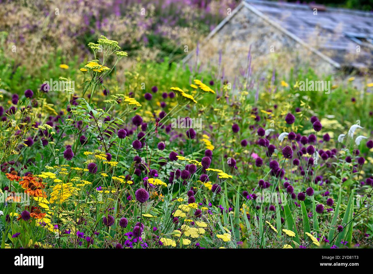Allium sphaerocephalon,achillea moonshine,yarrow,allium and achillea ...