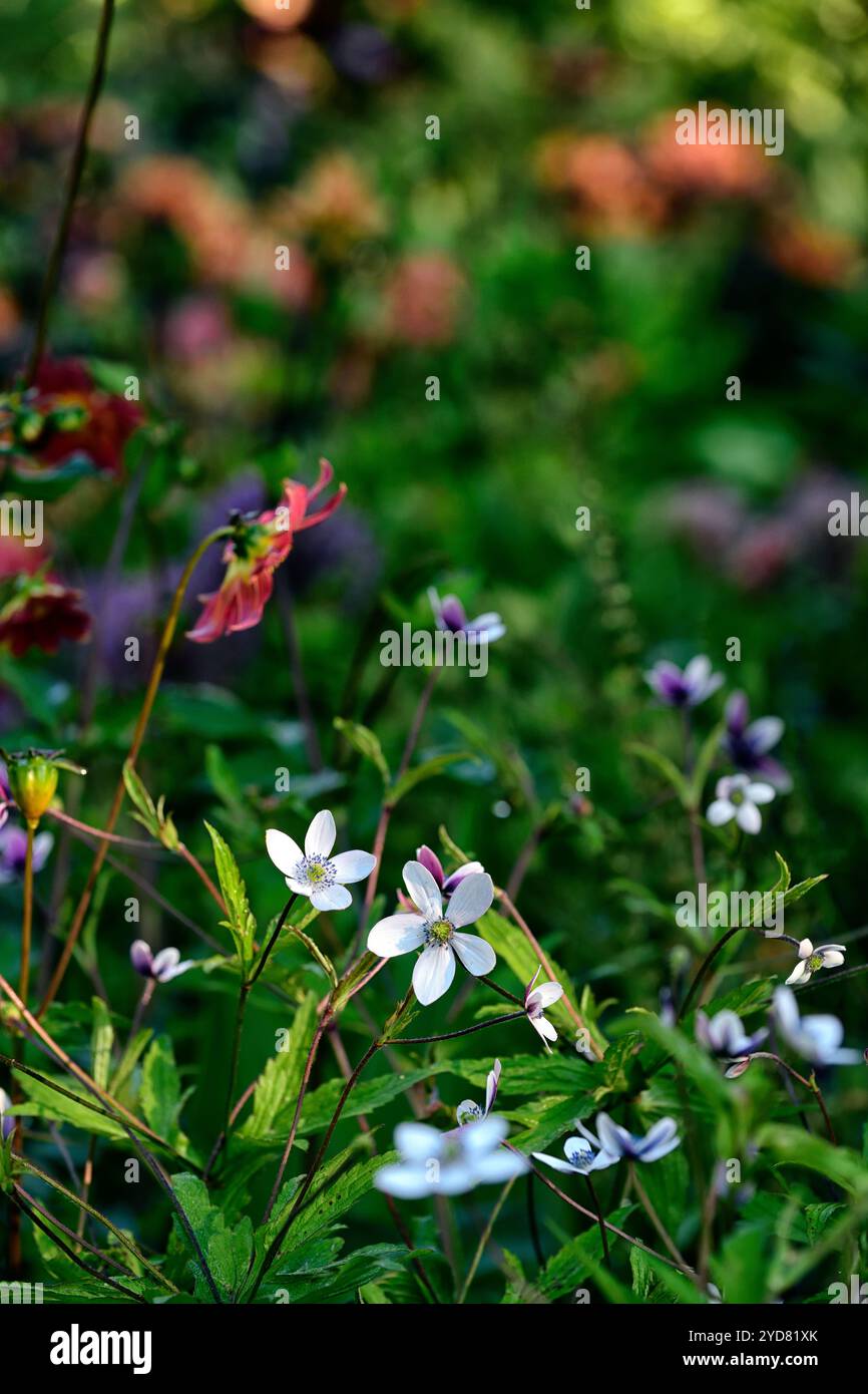 Anemone rivularis,white flower, blue anther, unusual flower,flowering ...