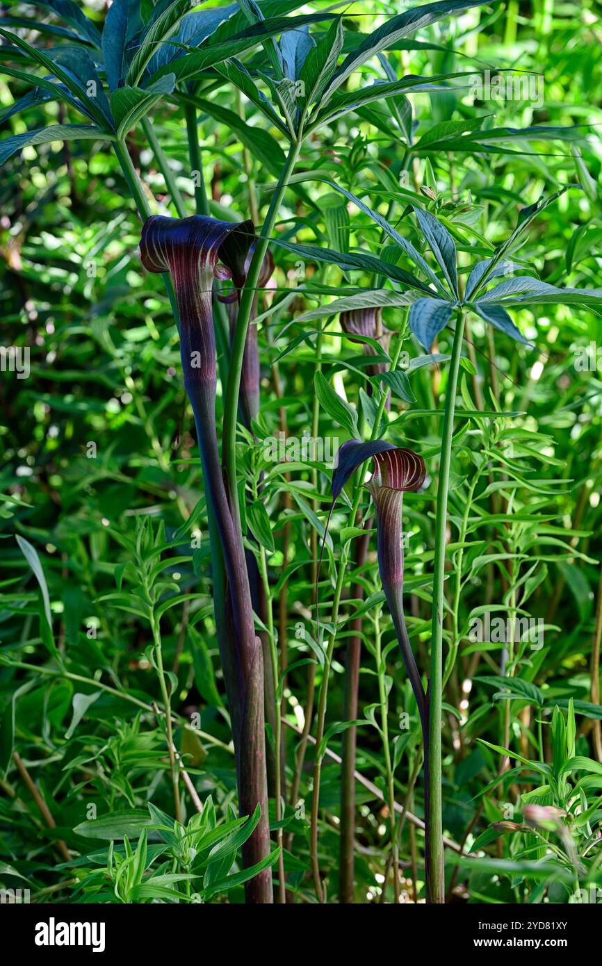 Arisaema consanguineum, Araceae, Cobra Lily, Jack in the Pulpit,spathe ...