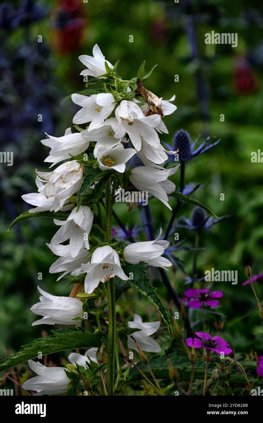 Campanula punctata Wedding Bells,white flowers, flowering,perennials ...