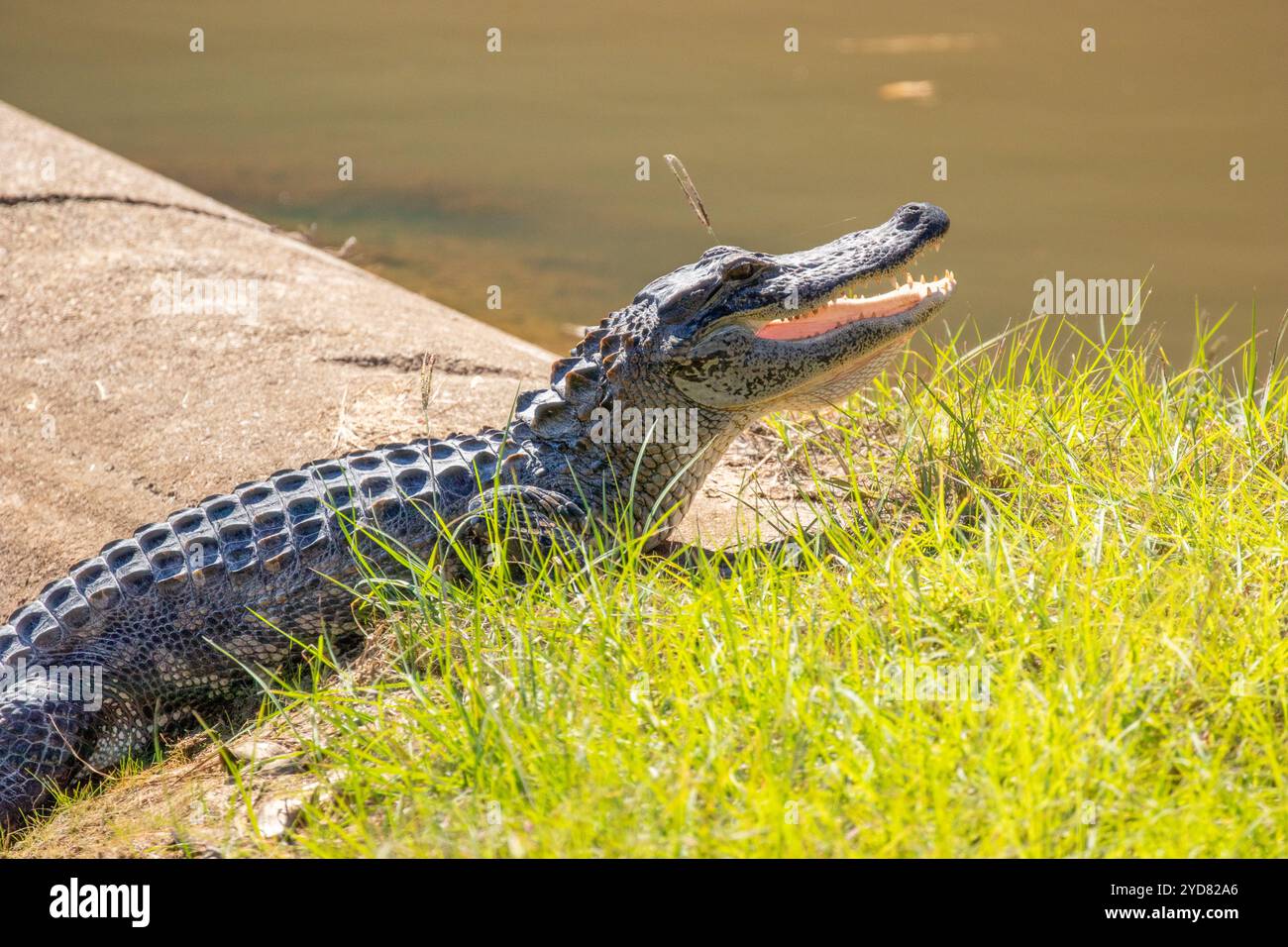 American alligator with an open mouth showing it's teeth Stock Photo ...