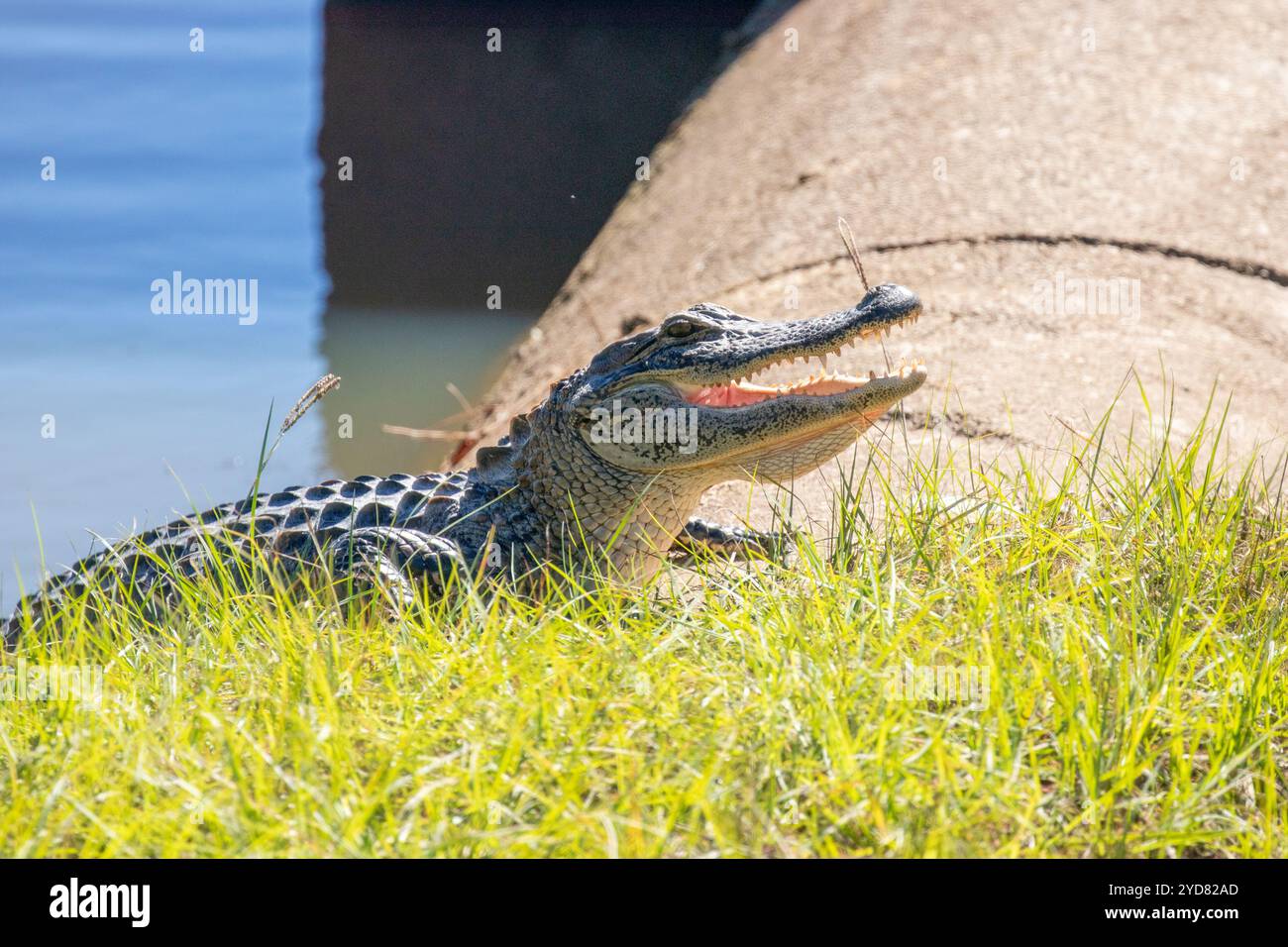 American alligator with an open mouth showing it's teeth Stock Photo ...