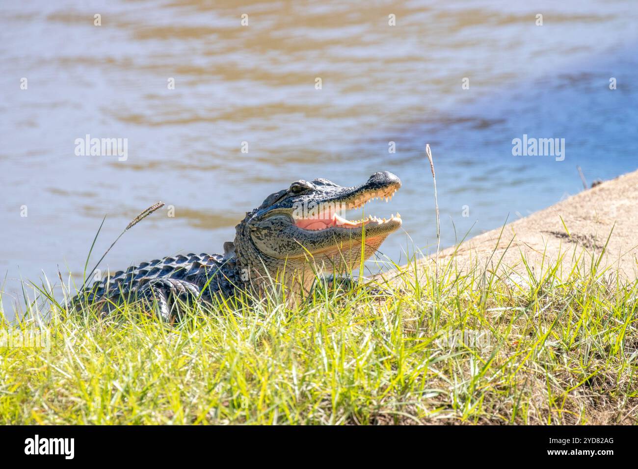 American alligator with an open mouth showing it's teeth Stock Photo ...