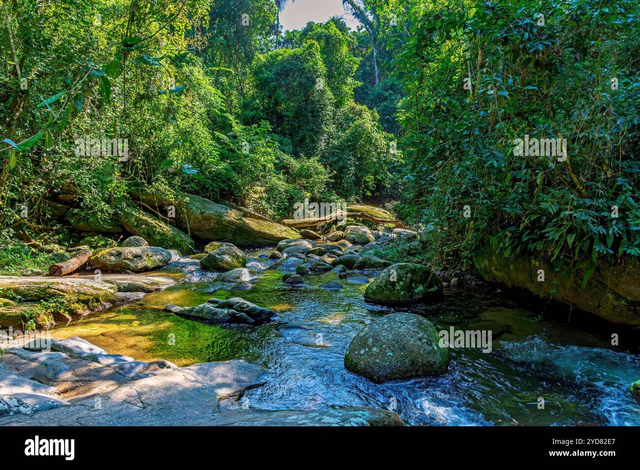 Stream inside the rainforest Stock Photo - Alamy