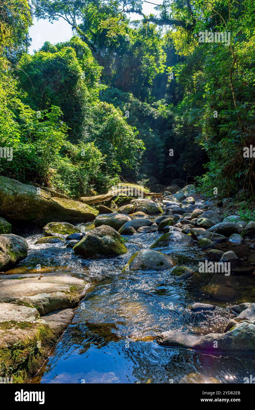 Small river crossing the rainforest Stock Photo - Alamy