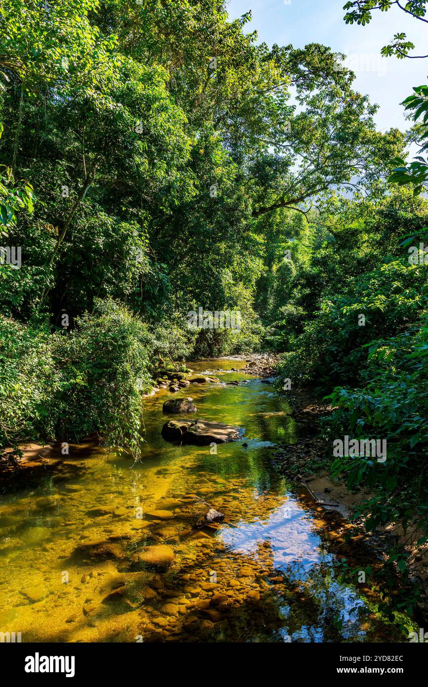 River crossing the forest Stock Photo - Alamy