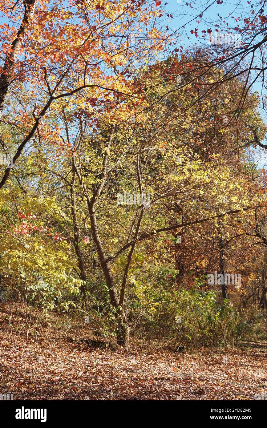 An autumn afternoon at Tyler State Park in Pennsylvania Stock Photo - Alamy