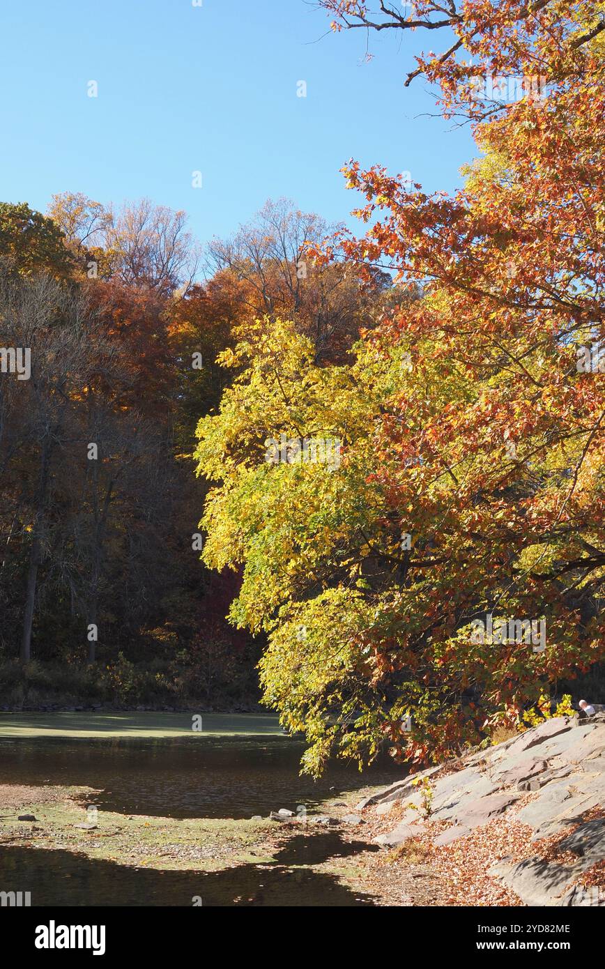 An autumn afternoon at Tyler State Park in Pennsylvania Stock Photo - Alamy