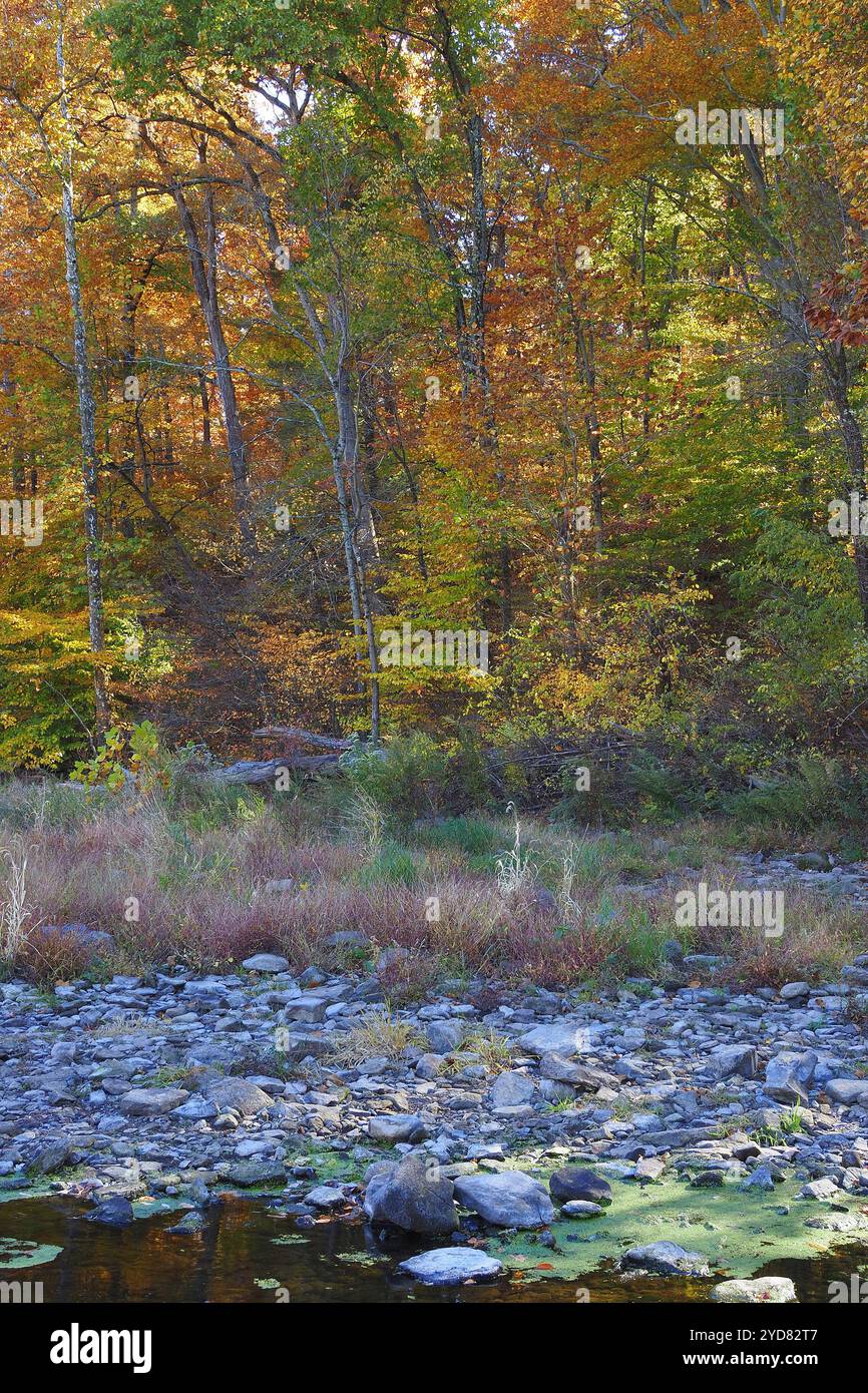 An autumn afternoon at Tyler State Park in Pennsylvania Stock Photo - Alamy