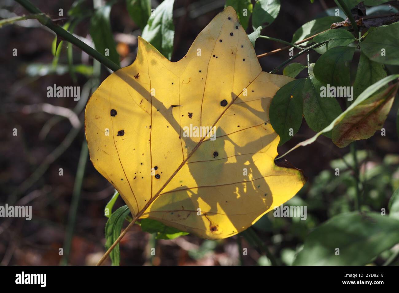 An autumn afternoon at Tyler State Park in Pennsylvania Stock Photo - Alamy