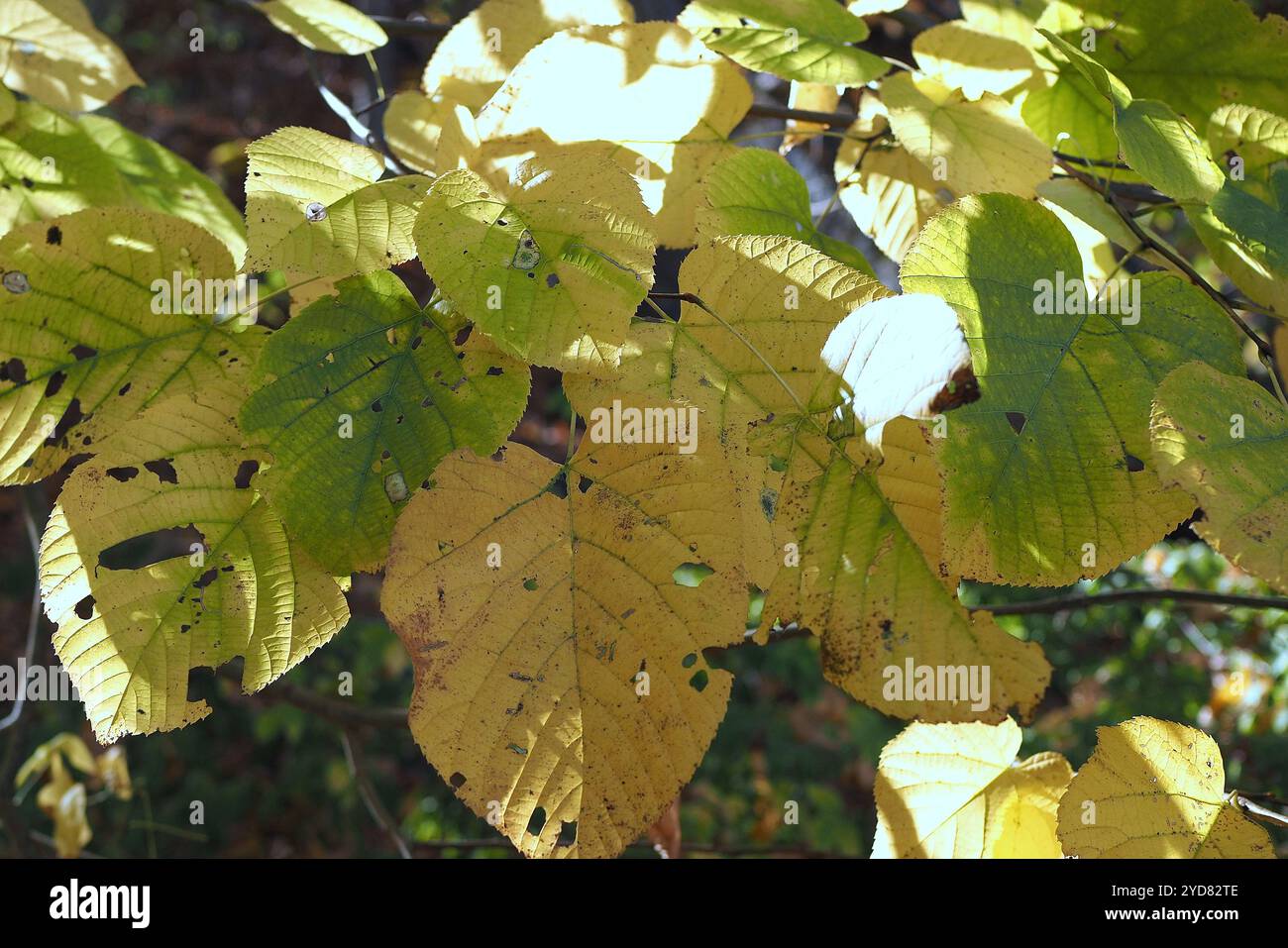 An autumn afternoon at Tyler State Park in Pennsylvania Stock Photo - Alamy