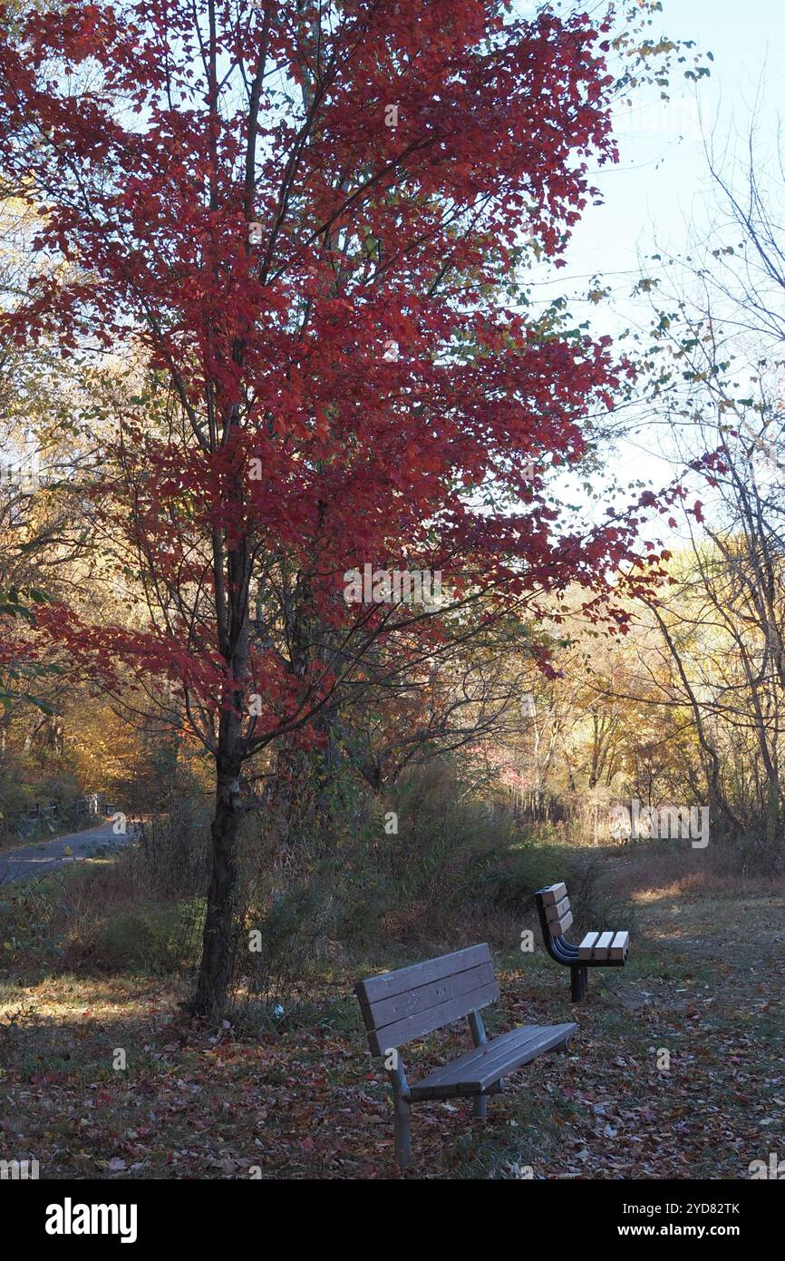 An autumn afternoon at Tyler State Park in Pennsylvania Stock Photo - Alamy