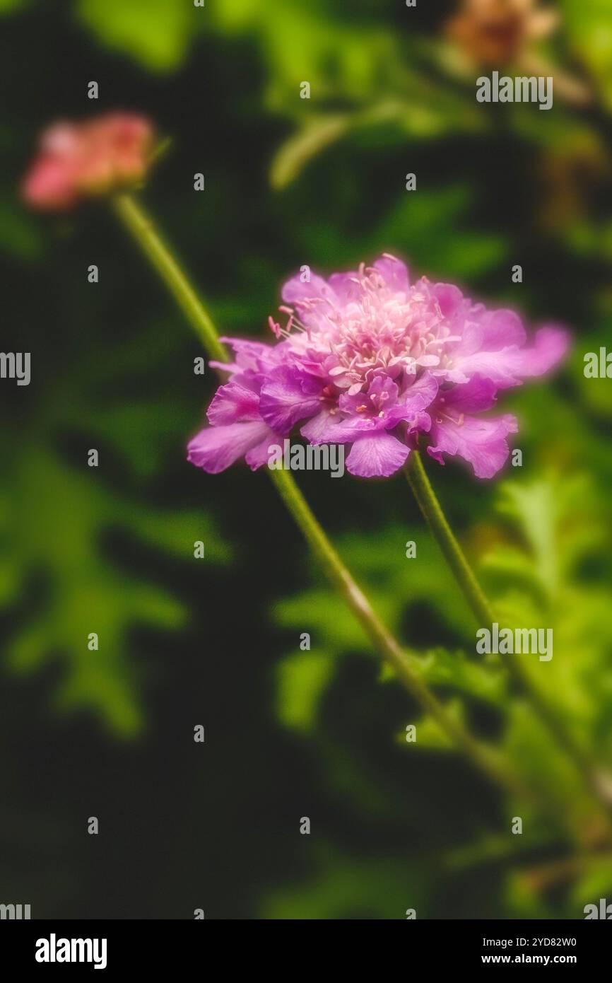 Natural close up flowering plant portrait of single Scabiosa Caucasica ...