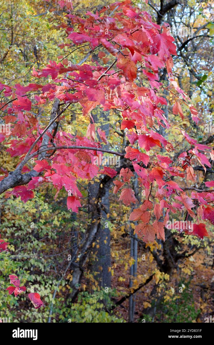 An autumn afternoon at Tyler State Park in Pennsylvania Stock Photo - Alamy