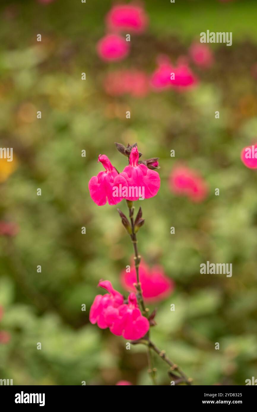 Natural close up, semi-abstract, patterns in nature / plantlike ...