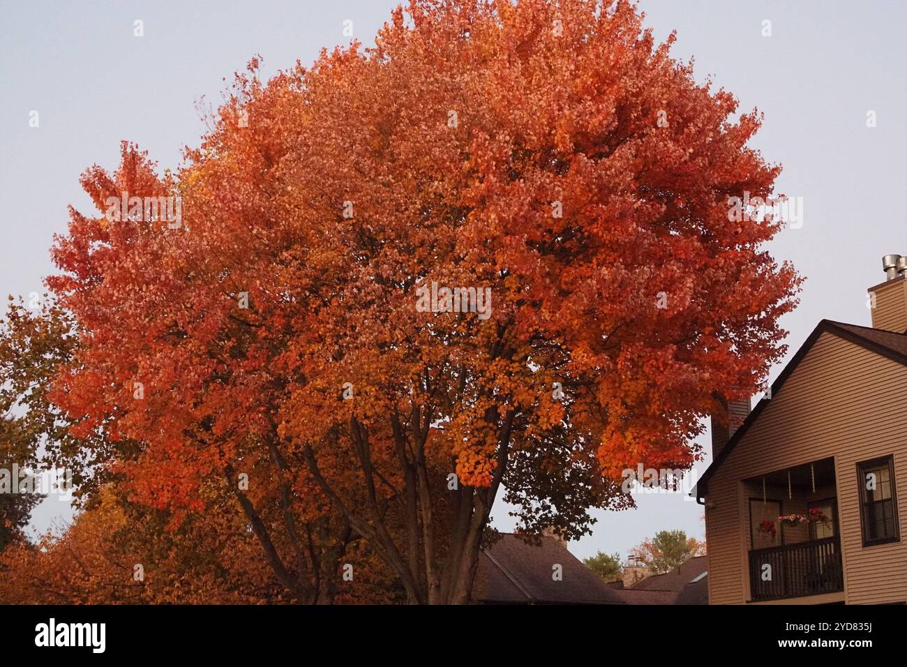 An autumn afternoon at Tyler State Park in Pennsylvania Stock Photo - Alamy