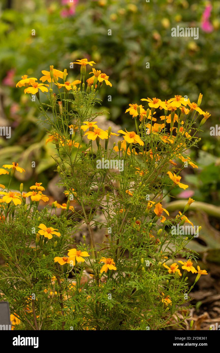 Natural close up flowering plant portrait of Marigold 'Golden Gem ...