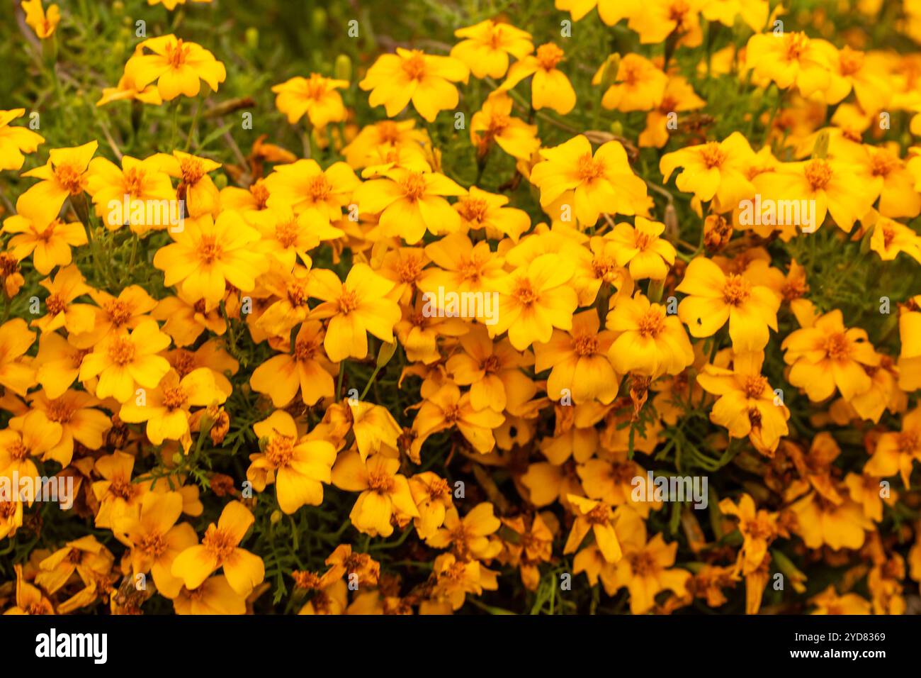 Natural close up flowering plant portrait of Marigold 'Golden Gem ...