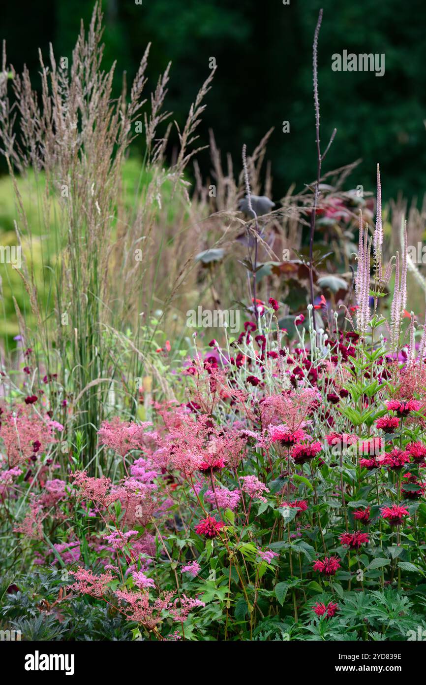 Filipendula rubra Venusta,Monarda jacob Cline,pink and red flower,pink ...