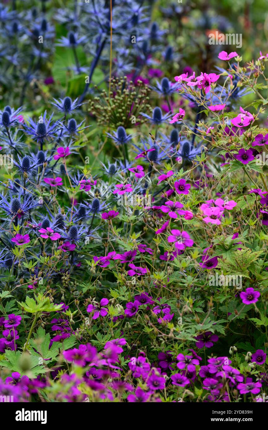 Eryngium X Zabelii Big Blue,geranium anne thomson,purple and blue ...