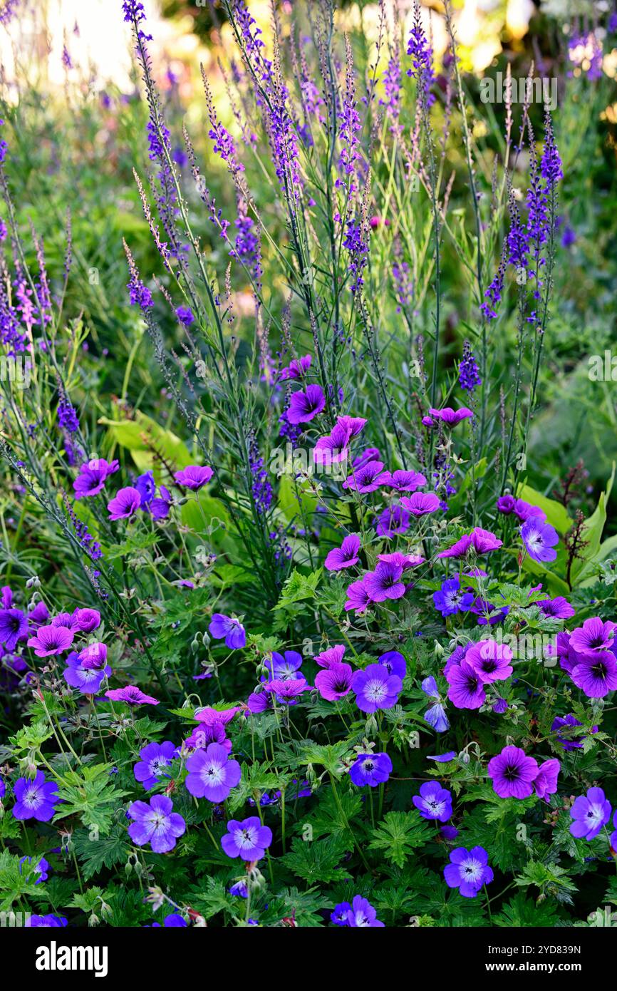geranium rozanne,geranium Anne Thompson,blue and purple flowers,mixed ...