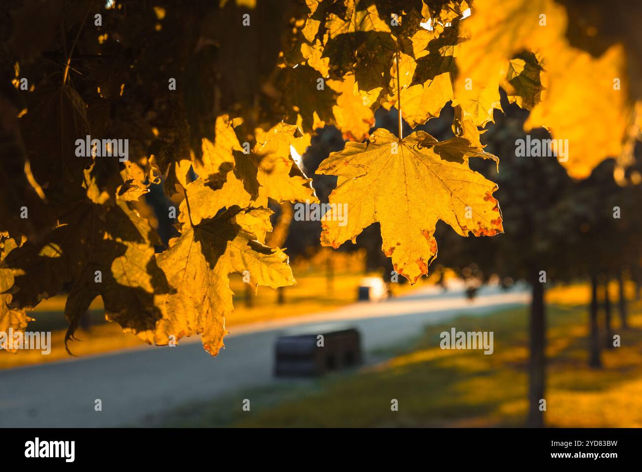 Soft foliage framing hi-res stock photography and images - Alamy