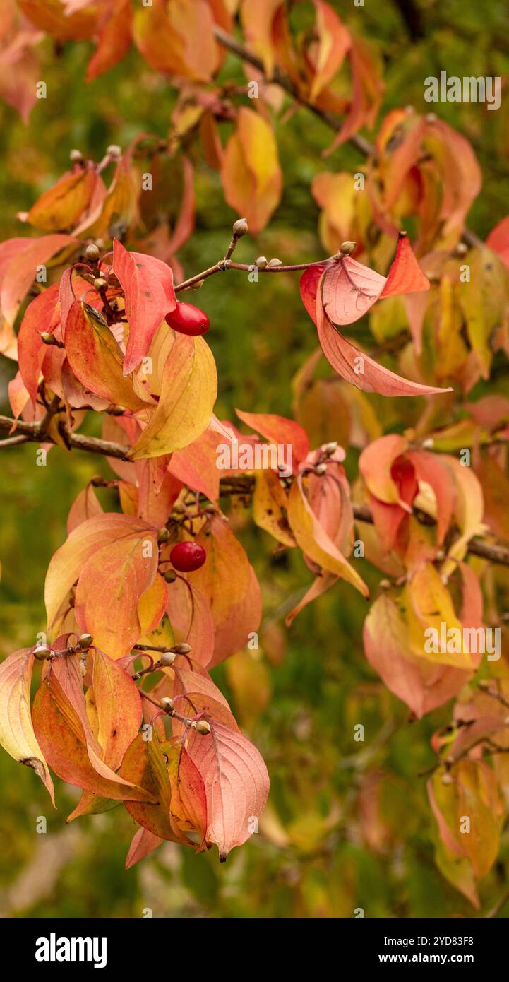 Showy Cornus officinalis, Japanese cornelian cherry, Japanese cornel ...
