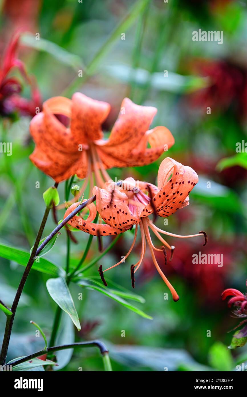 lilium lancifolium tigrinum splendens,orange,speckled markings, closeup, flowers, plant ...