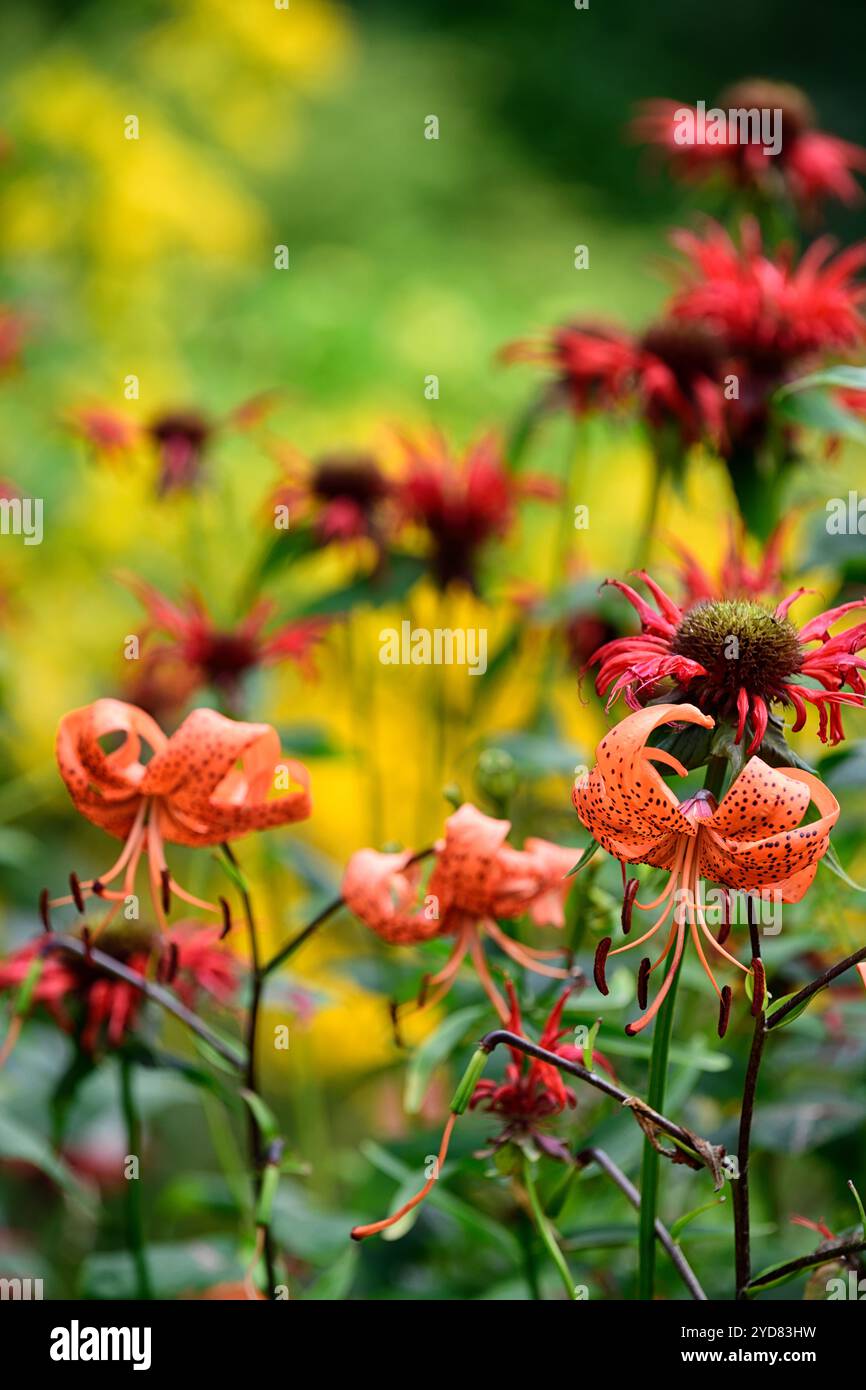 lilium lancifolium tigrinum splendens,monarda jacob cline,orange and ...