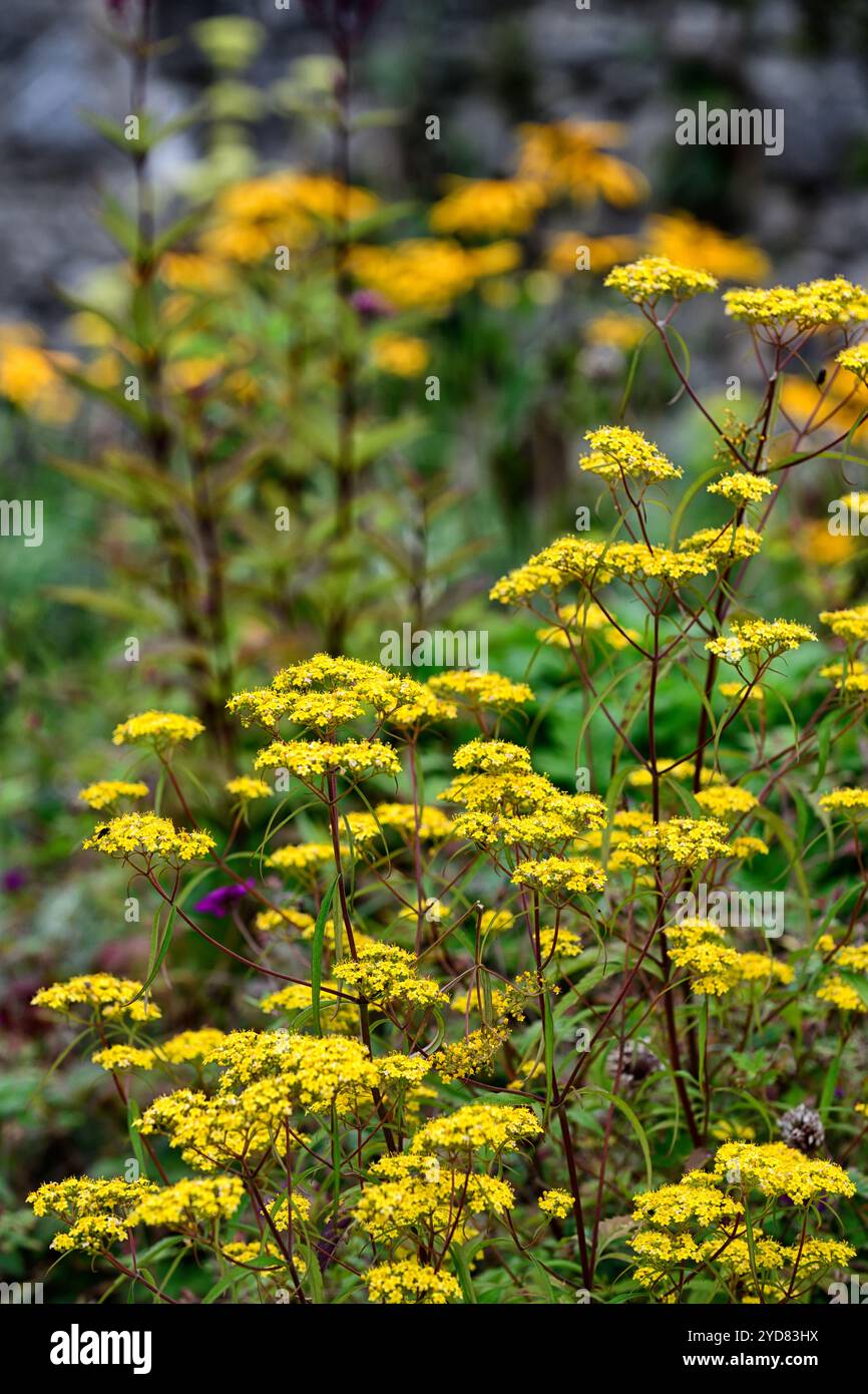 Patrinia scabiosifolia,yellow flowers,yellow umbels,flowering,mixed bed ...