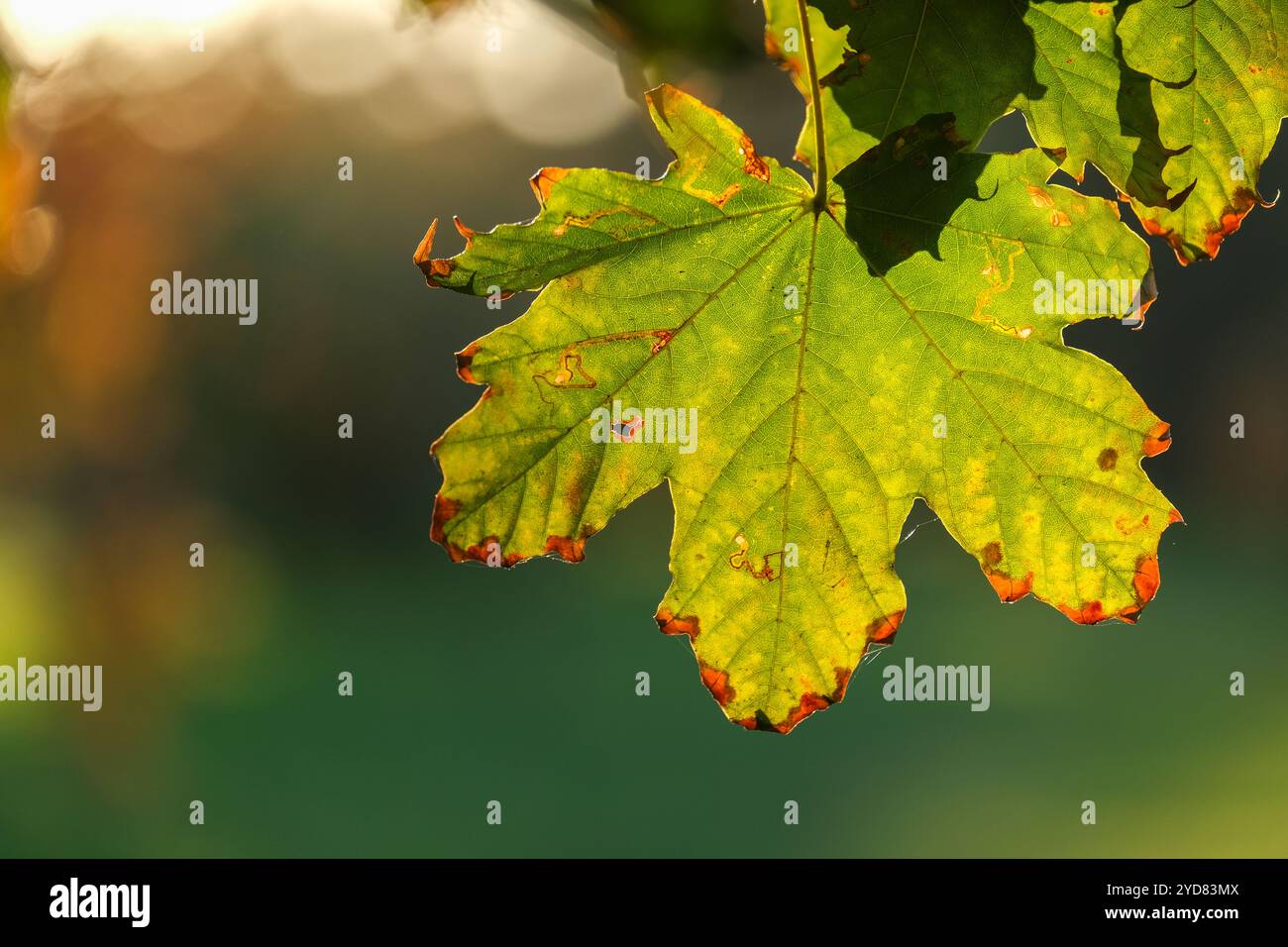 Hints of leafy greenery hi-res stock photography and images - Alamy