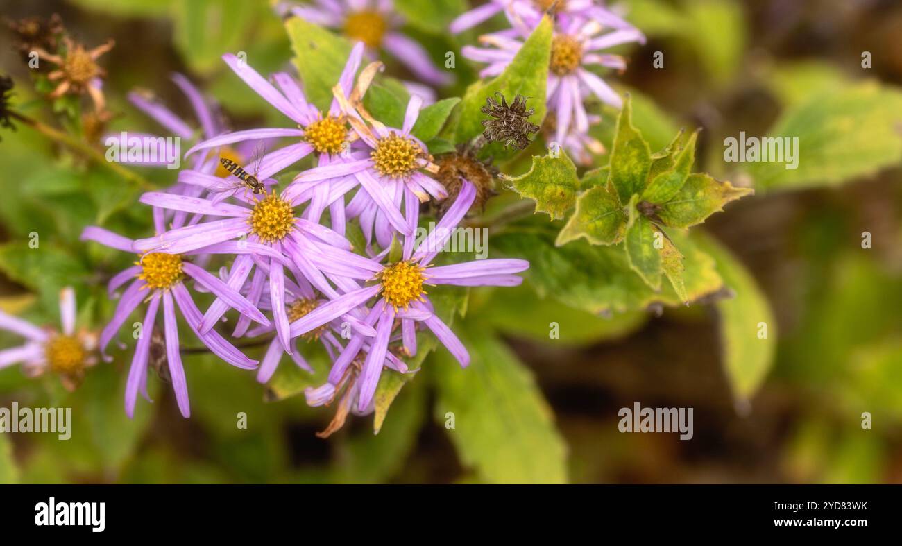 Natural close up flowering plant portrait of cute Aster Thomsonii ...