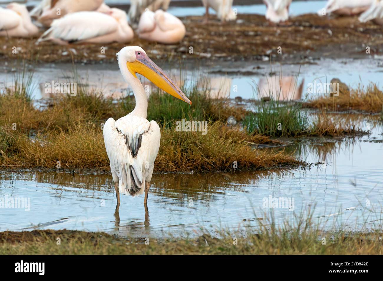 Yellow billed pelican, Mycteria ibis, of the Pelecanus group, a large ...