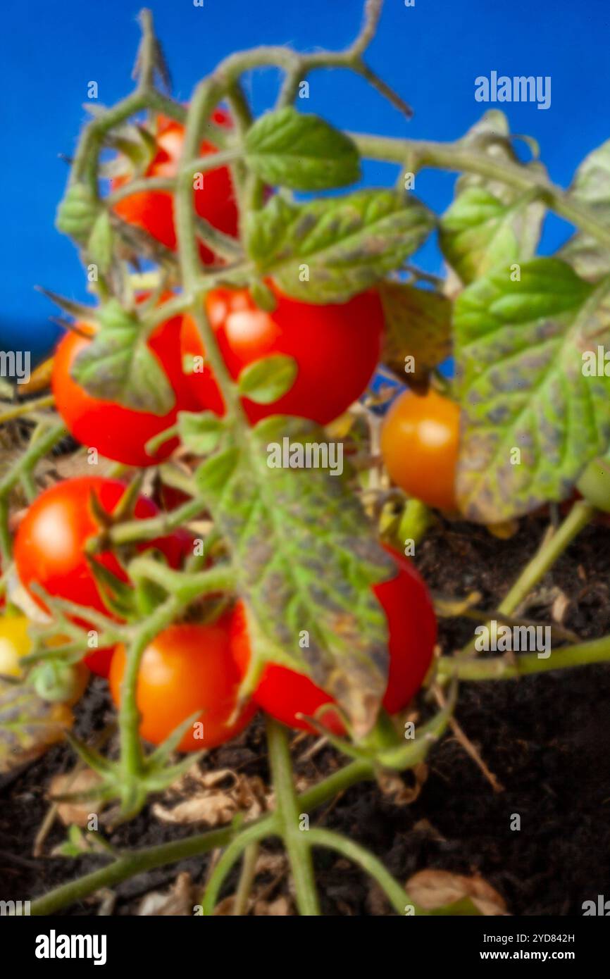 Natural close up fruit / vegetable portrait of the petite and prolific ...