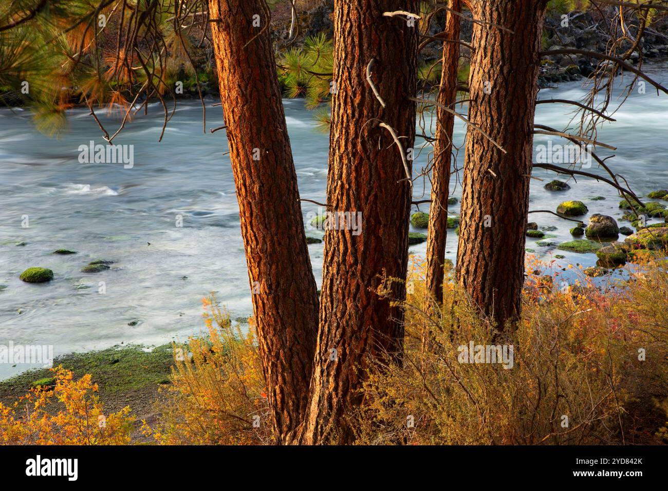 Deschutes Wild and Scenic River from Deschutes River Trail, Deschutes ...