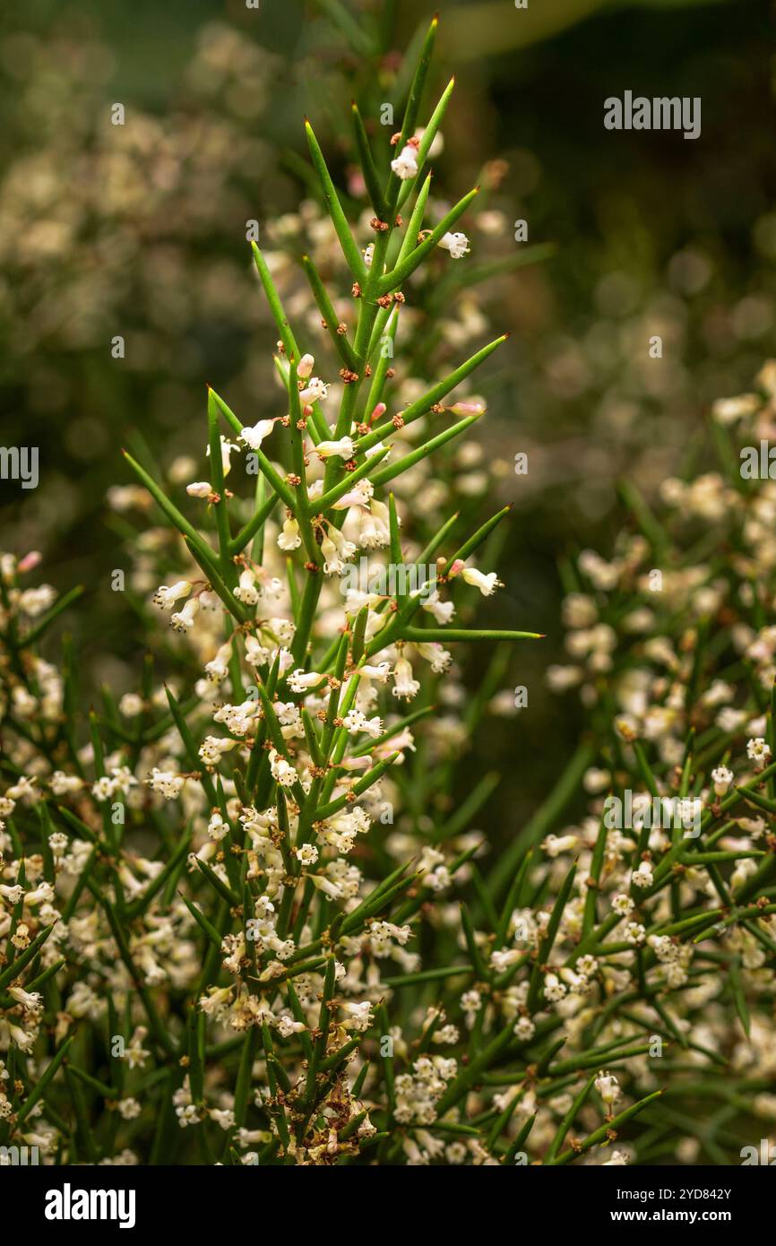 Survives extremes of drought hi-res stock photography and images - Alamy