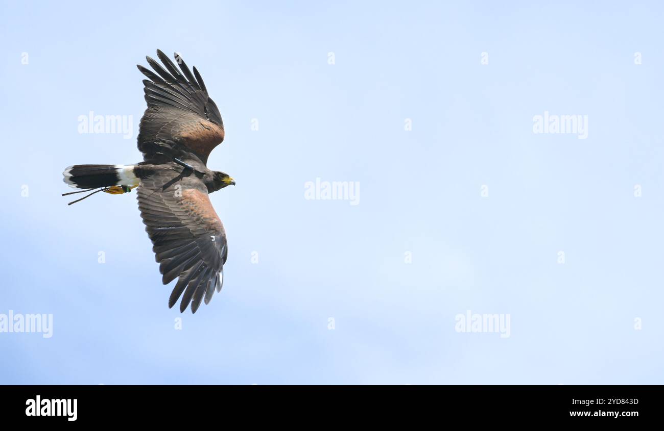Harris hawks flying into the wind in clear skies Stock Photo - Alamy
