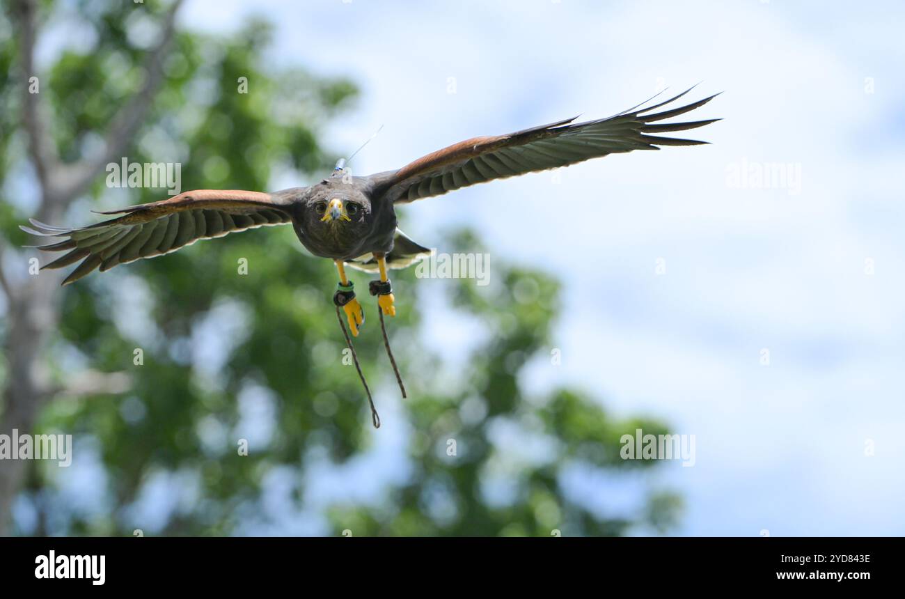 Harris hawks flying into the wind in clear skies Stock Photo - Alamy
