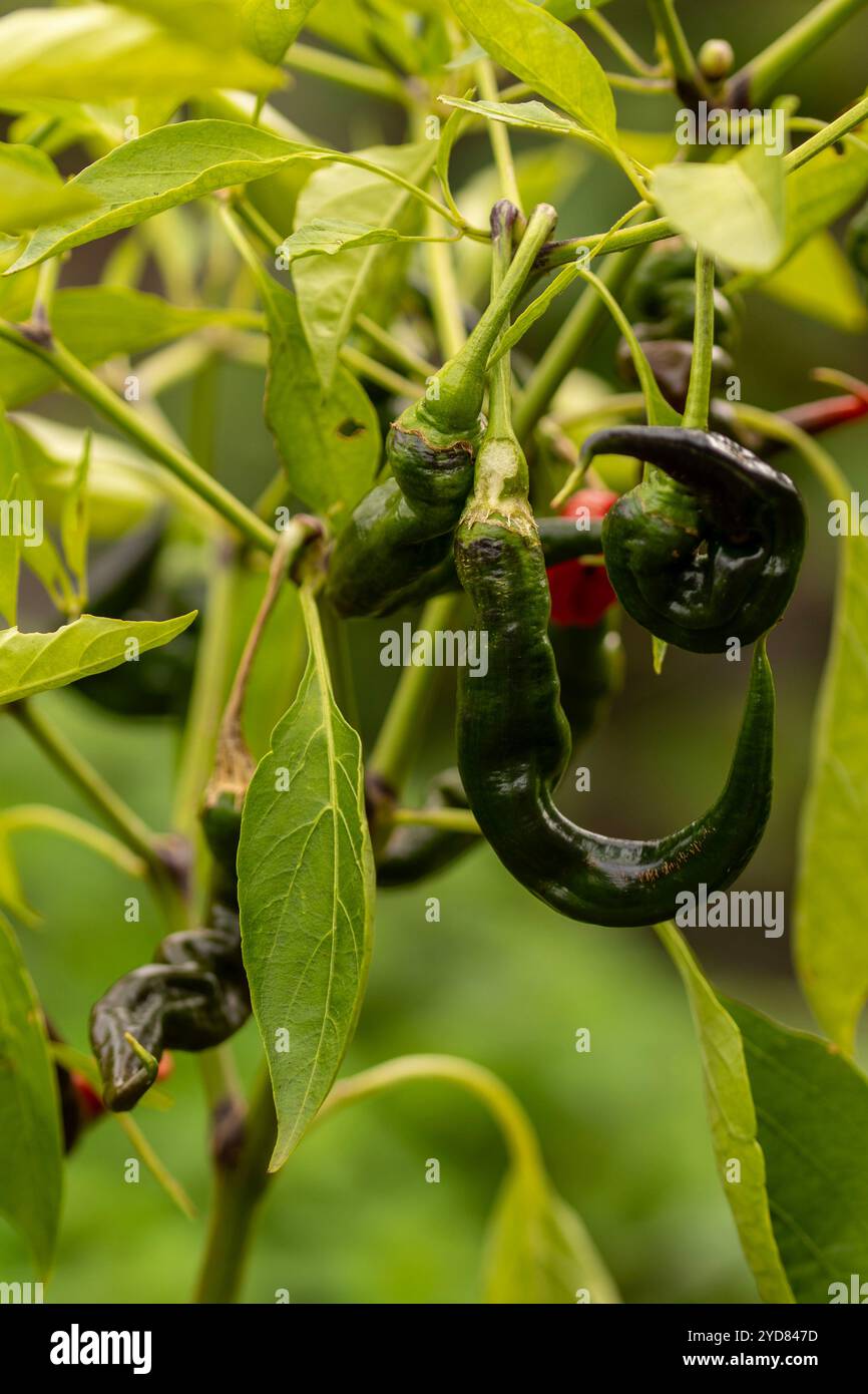 Interesting close up food plant portrait of Chilli 'Joe's Long ...