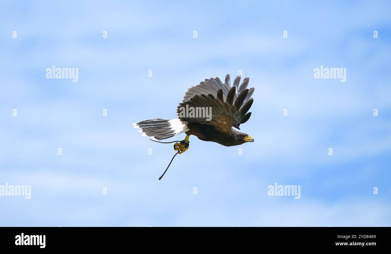 Harris hawks flying into the wind in clear skies Stock Photo - Alamy