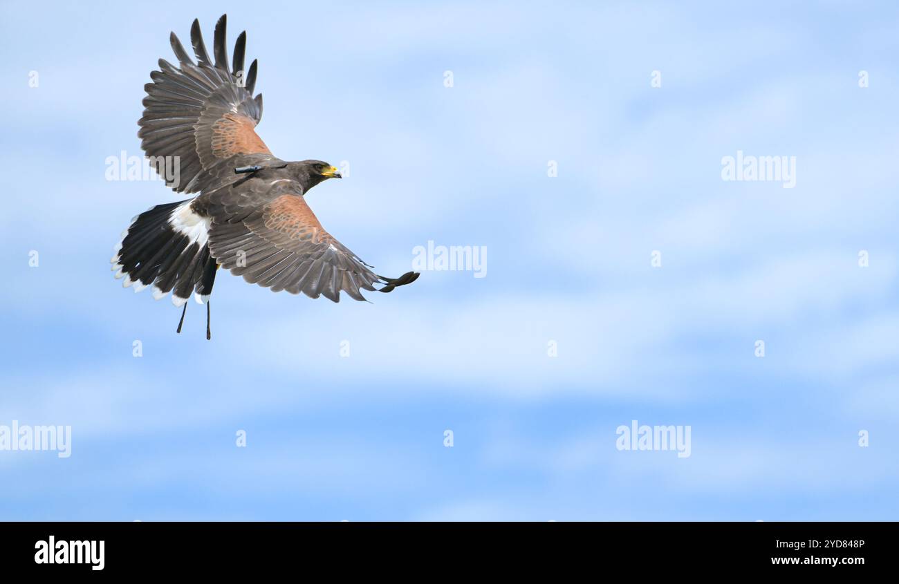 Harris hawks flying into the wind in clear skies Stock Photo - Alamy