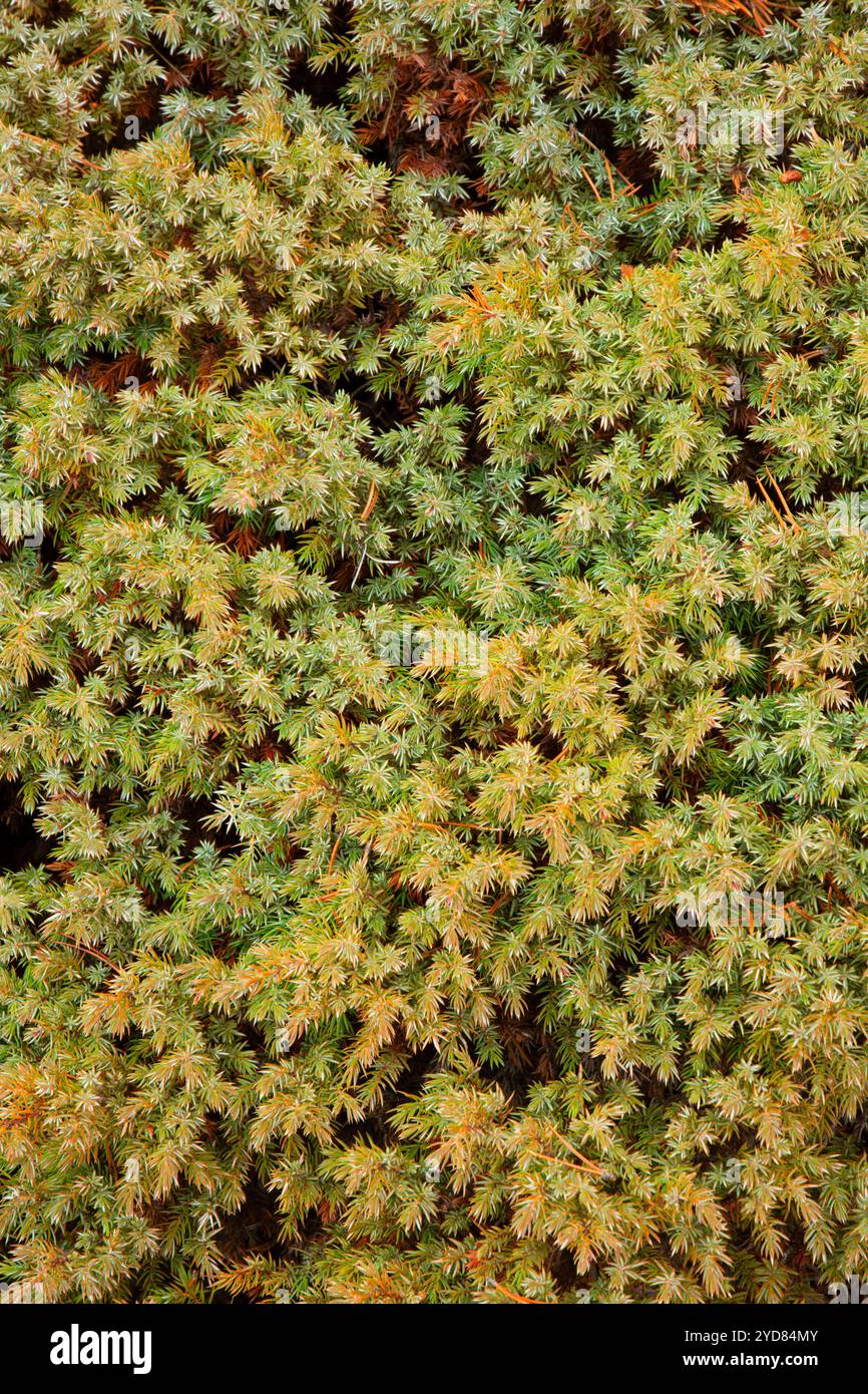 Ground juniper along Paulina Lakeshore Loop Trail, Newberry National ...