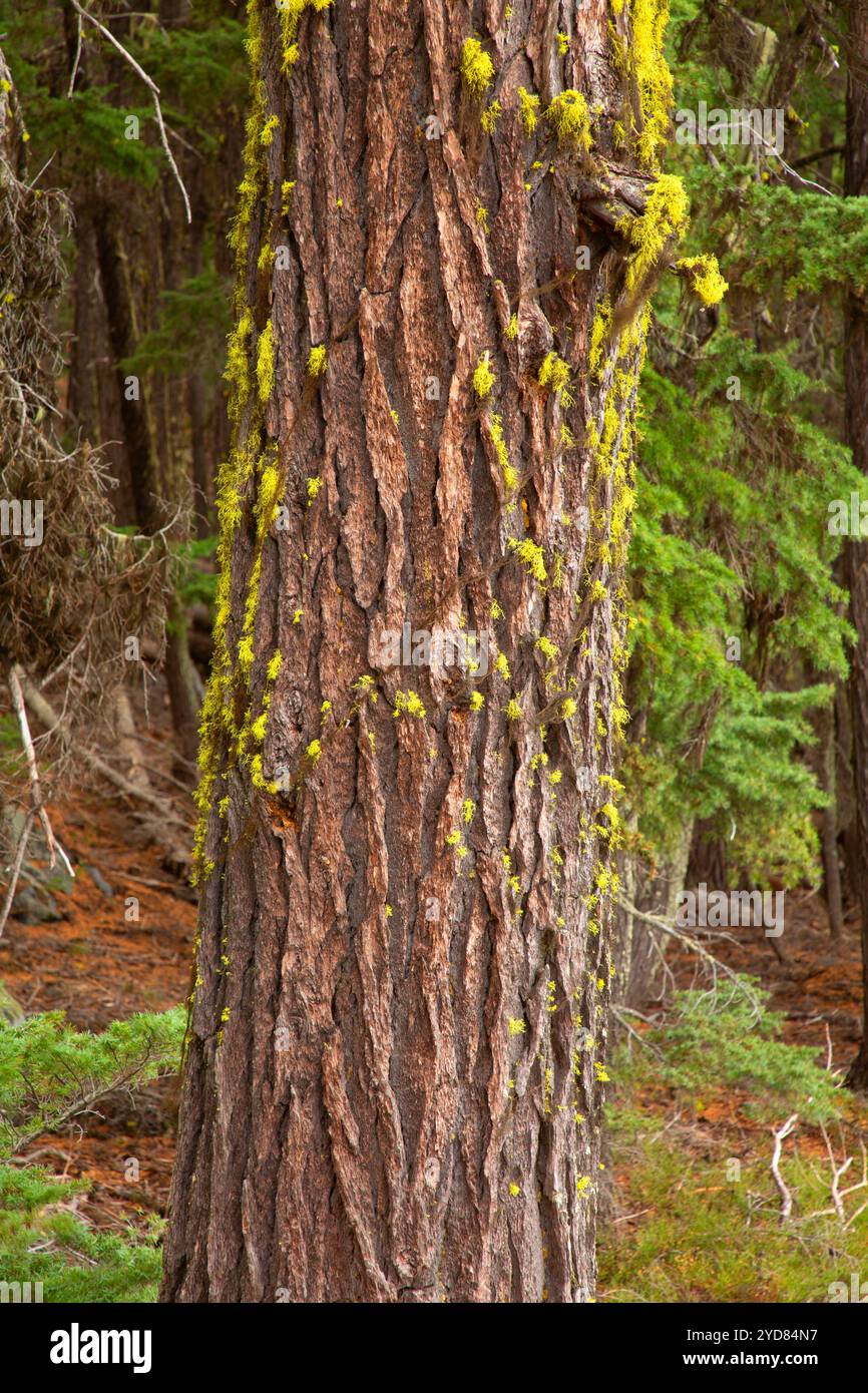Mountain hemlock trunk along Paulina Lakeshore Loop Trail, Newberry ...