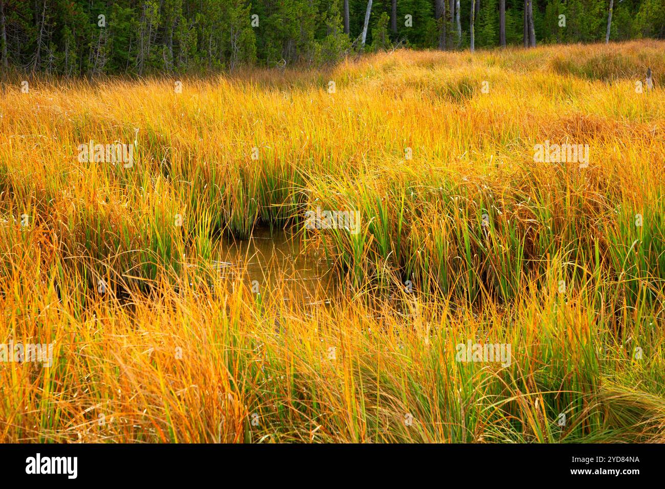 Sedge meadow along Paulina Lakeshore Loop Trail, Newberry National ...