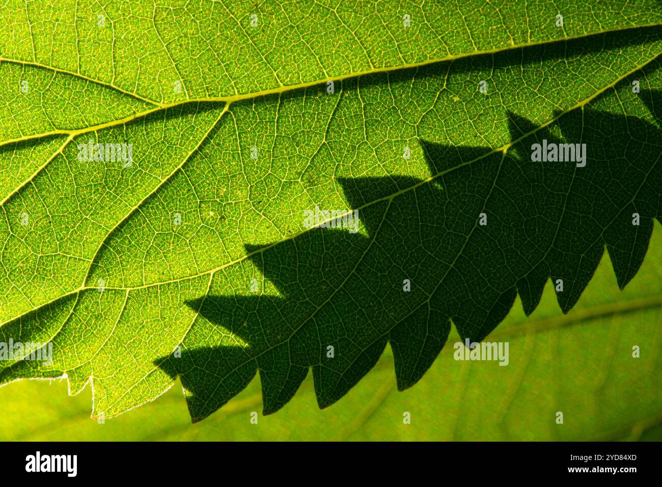 Stinging nettle (Urtica dioica), Willamette Mission State Park, Oregon ...