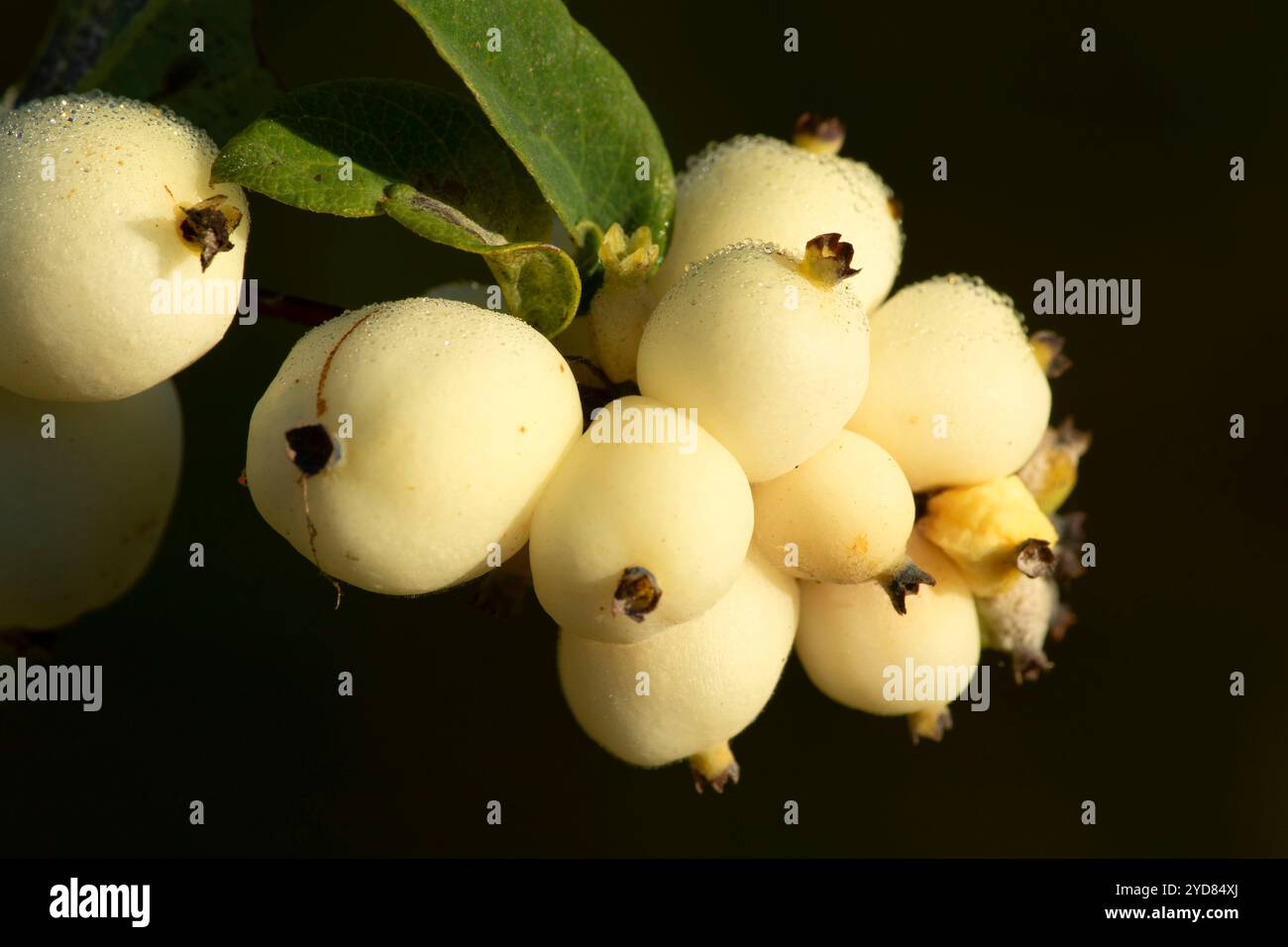 Common Snowberry (Symphoricarpos albus), Willamette Mission State Park ...