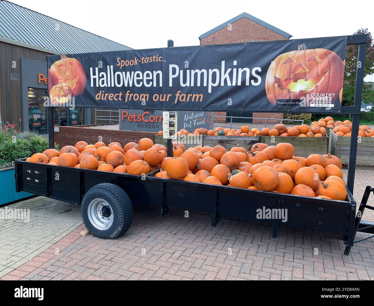 Bordon, UK. 22nd October, 2024. Locally grown colourful orange ...