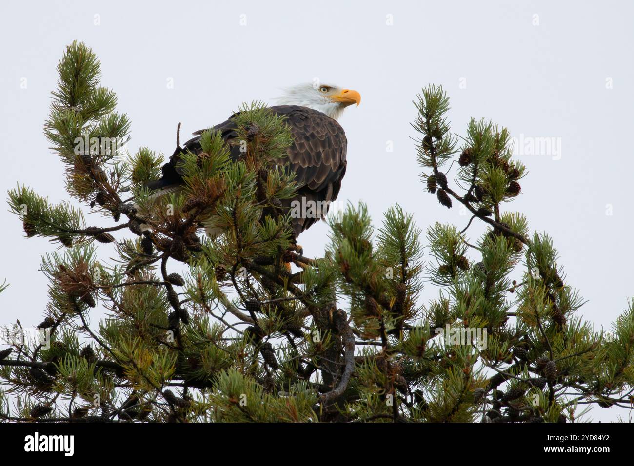Bald Eagle (Haliaeetus leucocephalus) at Davis Lake, Cascade Lakes ...