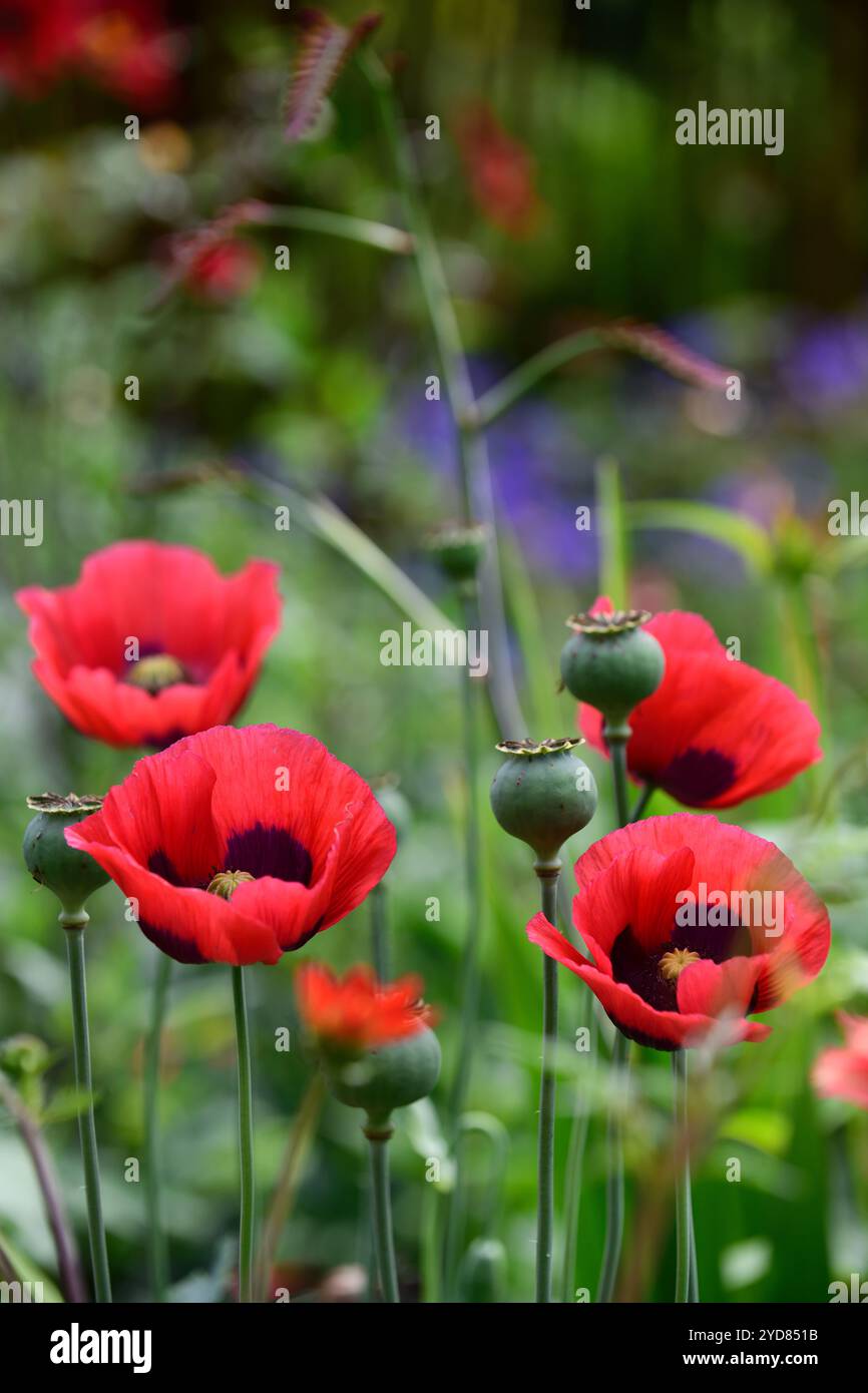 Papaver commutatum Ladybird,oriental poppy,red black spotted flowers ...