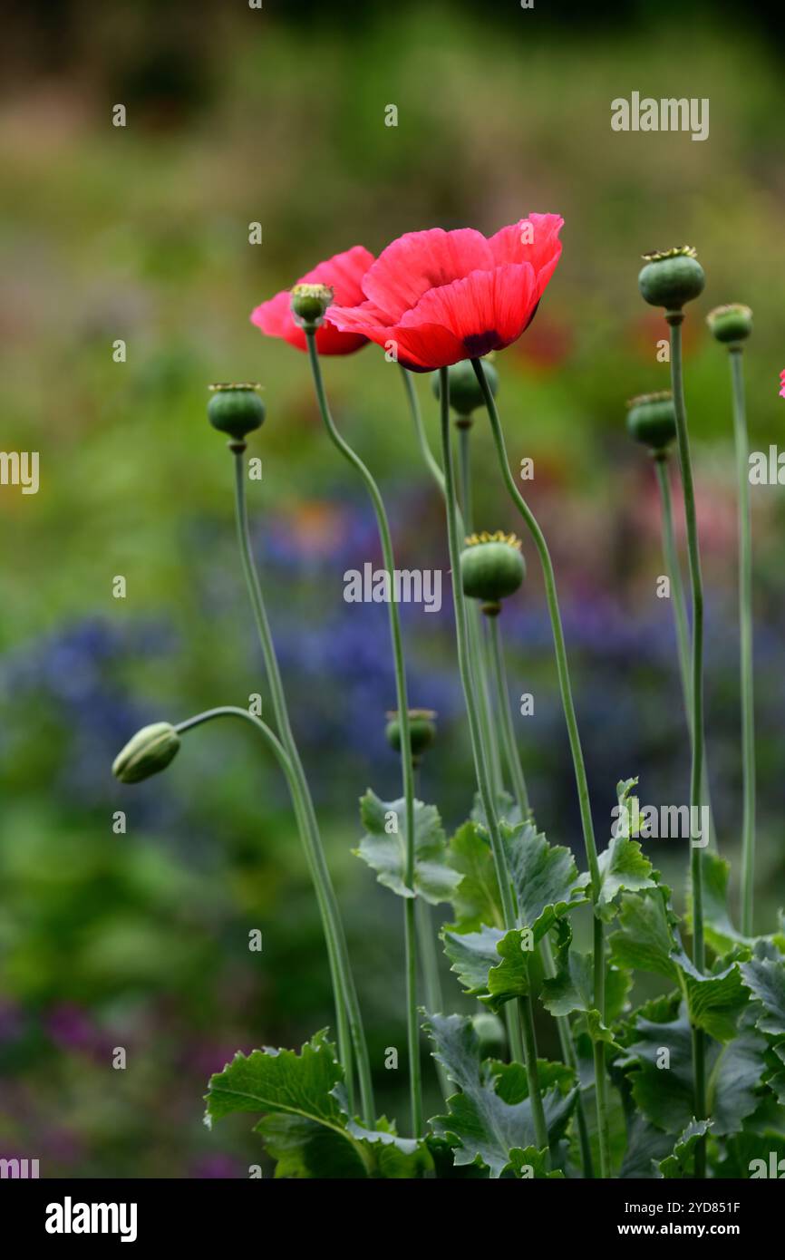 Papaver commutatum Ladybird,oriental poppy,red black spotted flowers ...